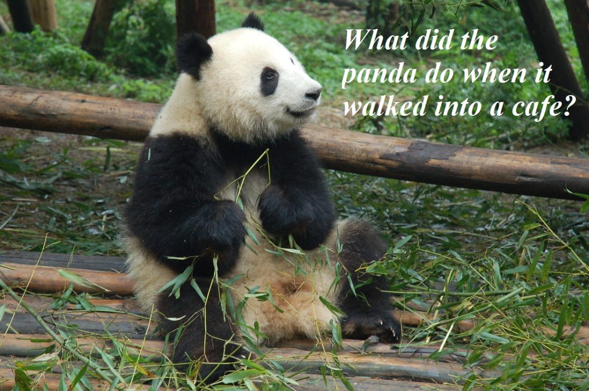 Insights from Bestsellers: Pandas and Punctuation – Vanya Wryter ...